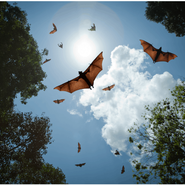 Bat Attack! A cautionary tale